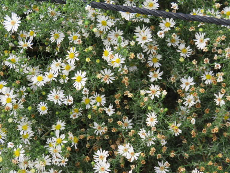 Wood’s White Aster Are Woodland Favorites | What Grows There :: Hugh ...
