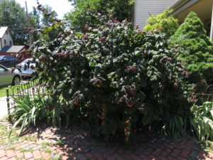 Uniquely Different Red Dragon™ Contorted Filbert | What Grows There ...