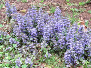 Growing Ajuga | What Grows There :: Hugh Conlon, Horticulturalist ...